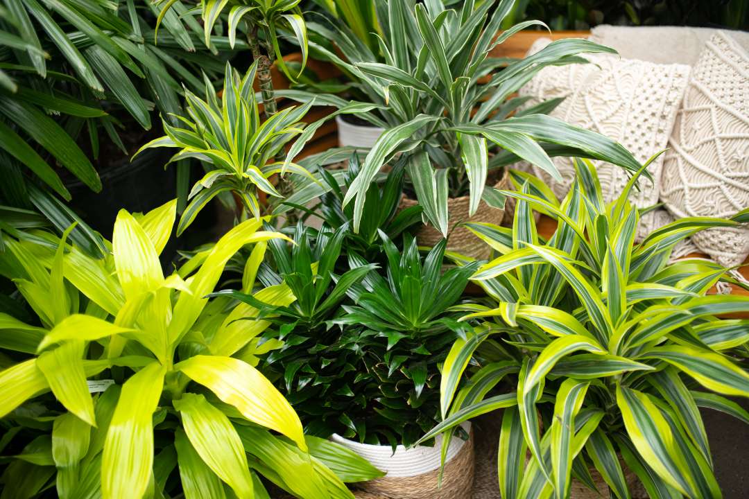 Thriller, Filler, Spiller Planter Technique