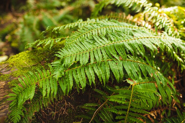 GARDENWORKS | Your Source for Latest Gardening News and Tips - Gardenworks