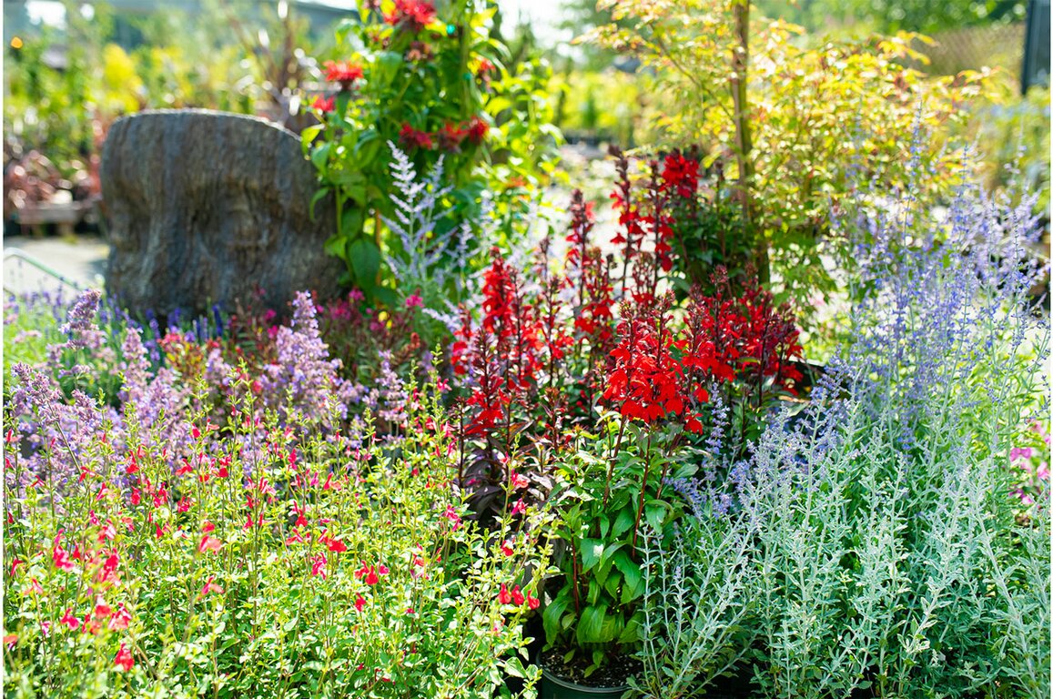 Plant Library - Gardenworks